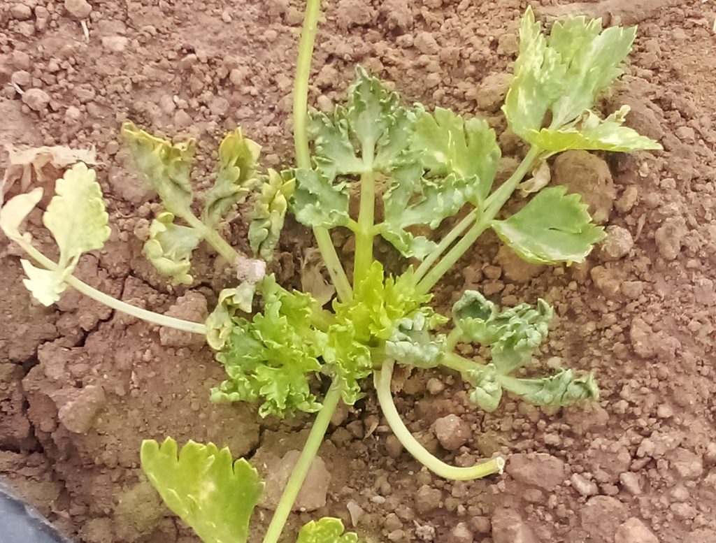 Los agricultores podrán usar ciantraniliprol para el control de trips ...